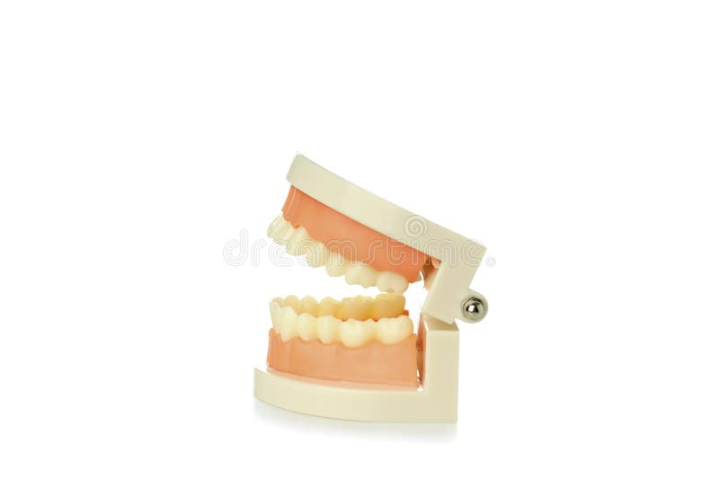 Jaws Model or Artificial Jaws Isolated on White Background Stock Image ...