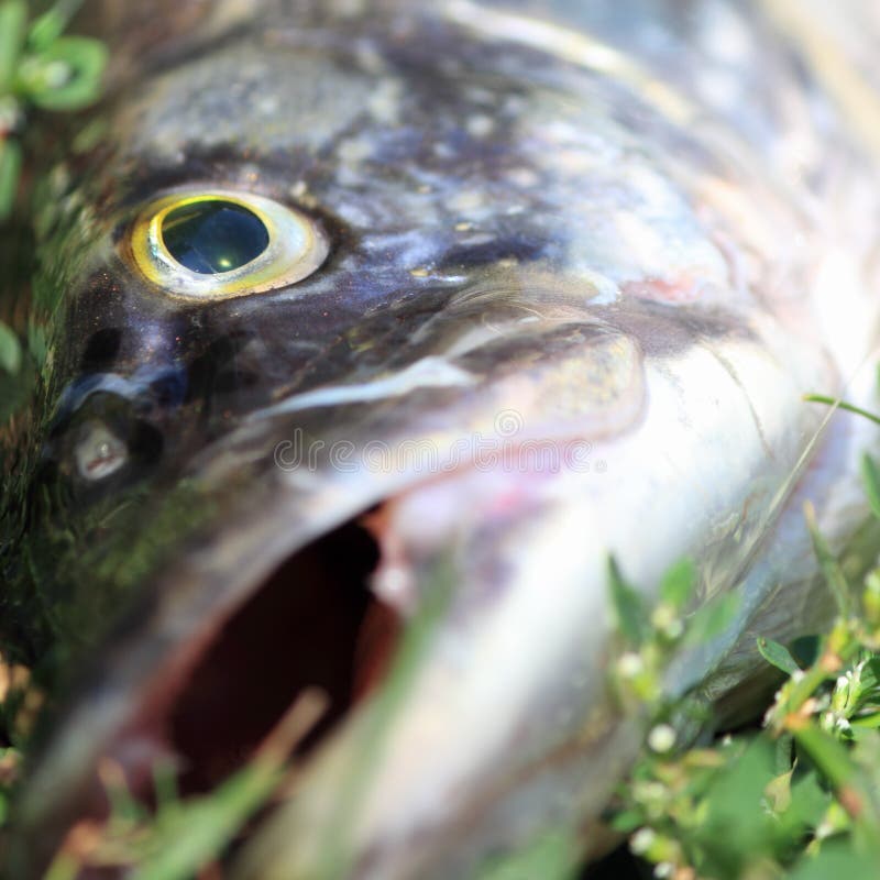 Jaws of a pike stock photo. Image of hobby, relaxation - 22177674
