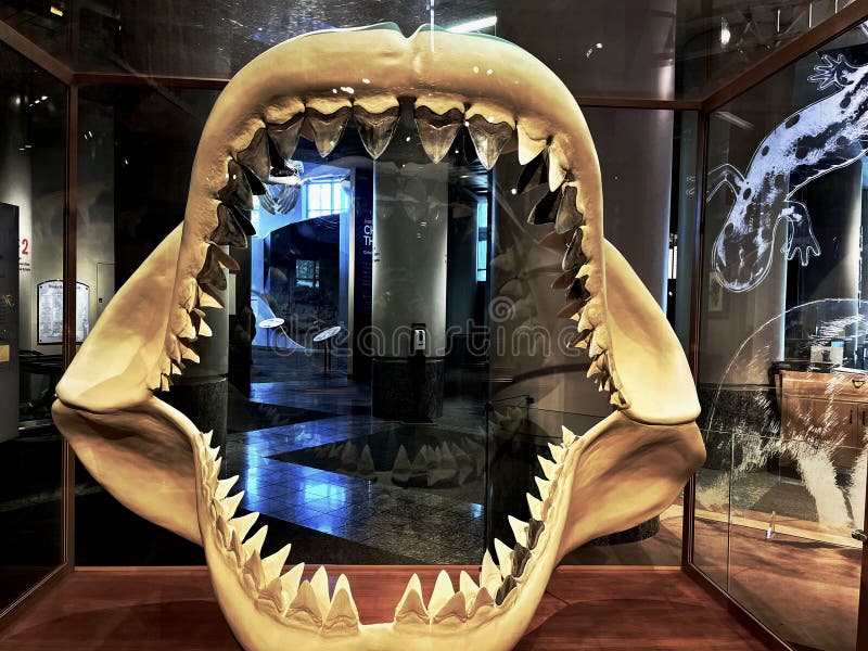 Jaws editorial image. Image of teeth, prehistoric, bones - 259487810