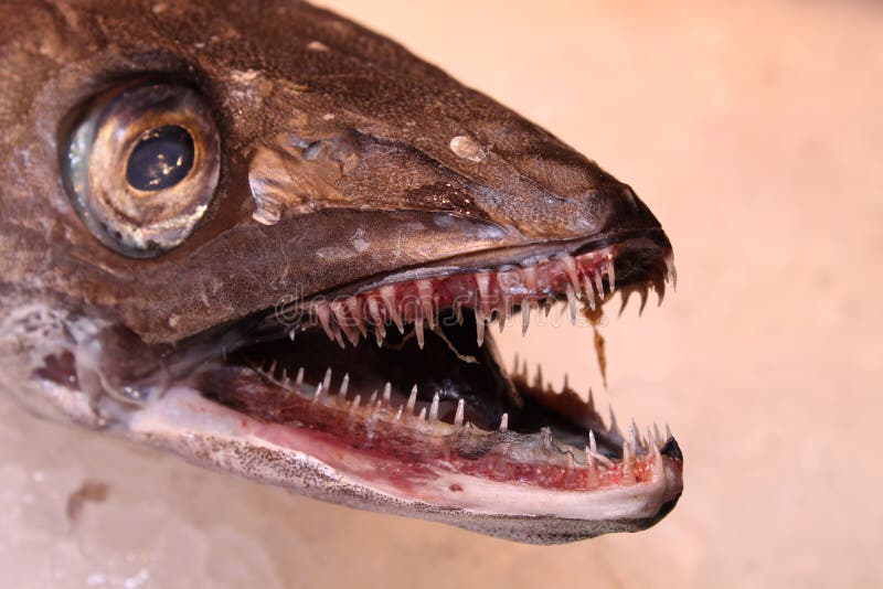 Jaws stock image. Image of dead, fish, scary, fishy, dark - 70363633