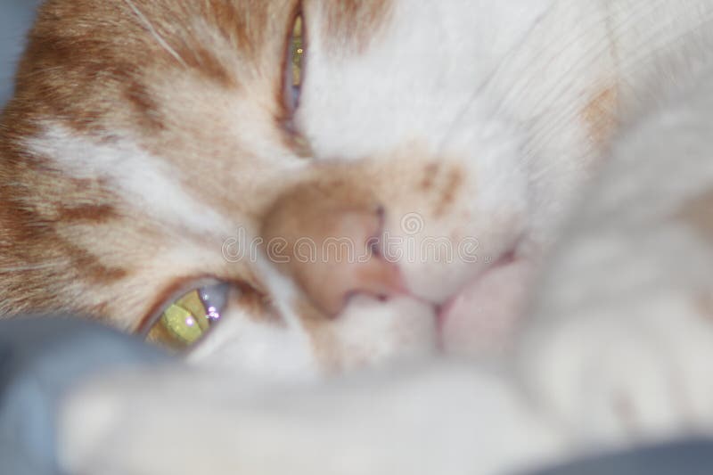 Jax the sleepy Cat stock image. Image of carnivore, animal - 348885079