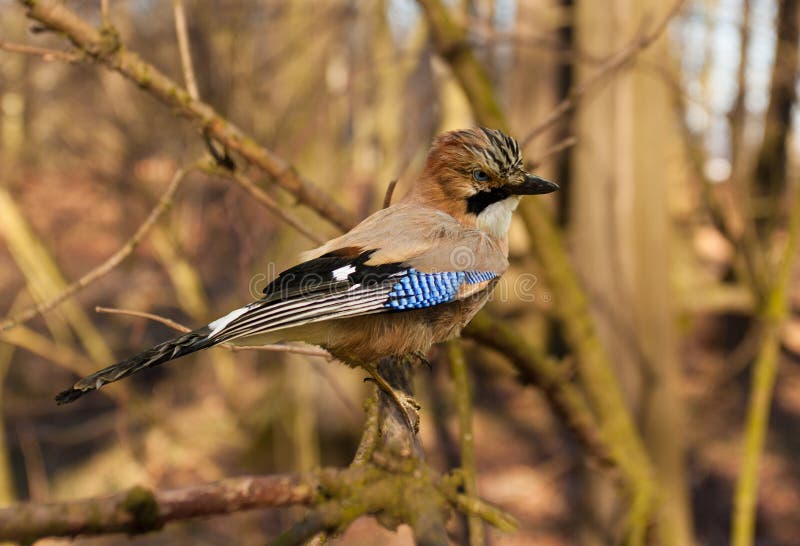 Jay stock image. Image of garrulus, forest, bird, hunting - 38283717