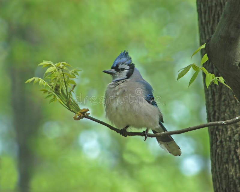 Jay Bird stock photo. Image of nature, trees, blue, birds - 4862