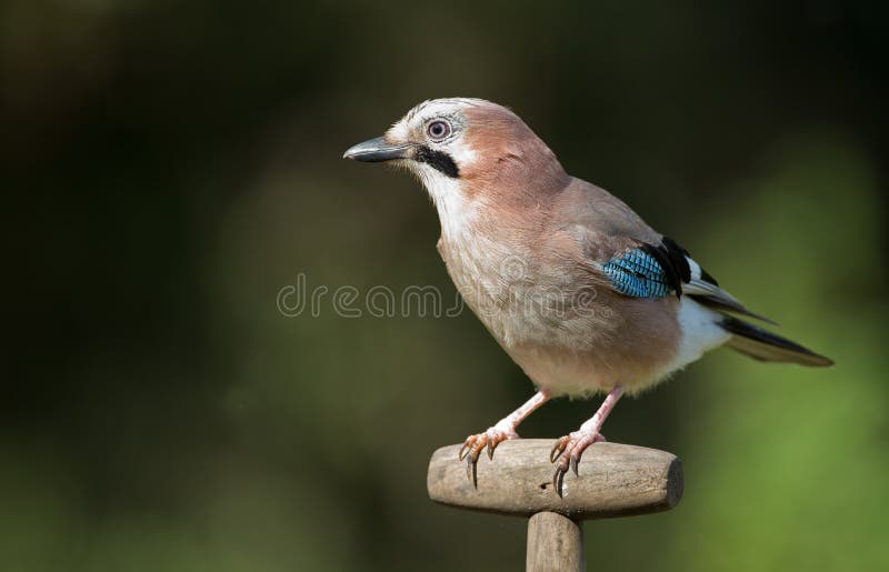 Jay bird stock image. Image of fluff, bird, glandarius - 27592847