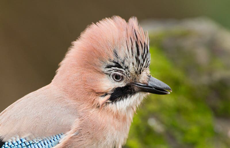 Jay Bird stock photo. Image of forrest, black, tree, fauna - 28156248