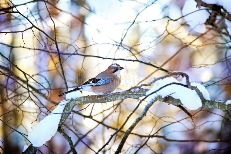 Jay bird stock image. Image of closeup, beak, brown, branch - 65691269