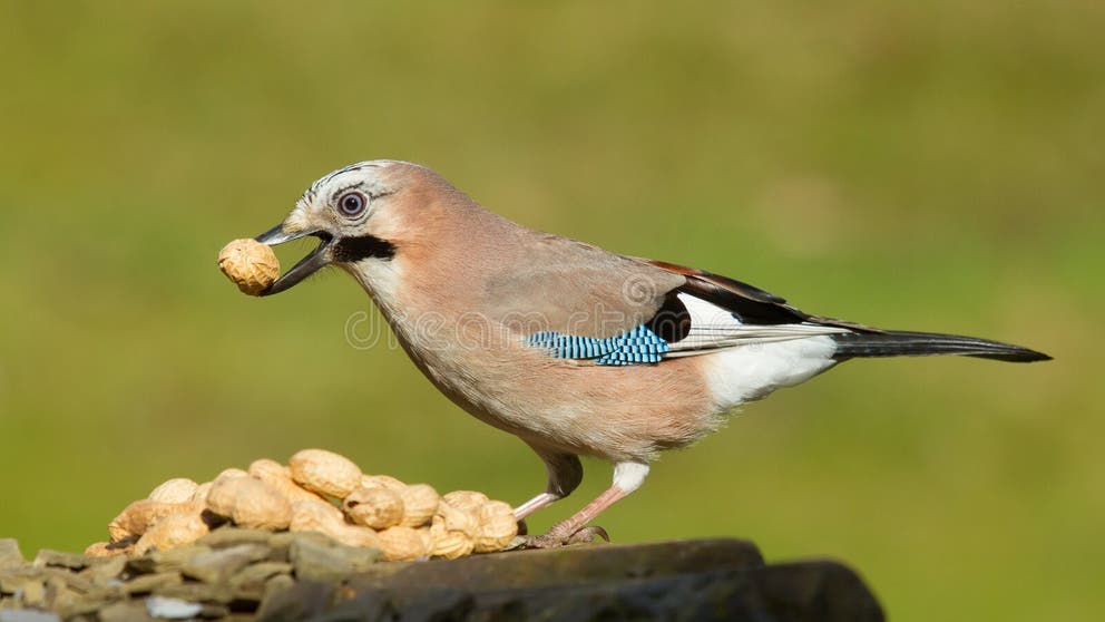 1,989 European Jay Bird Stock Photos - Free & Royalty-Free Stock Photos ...