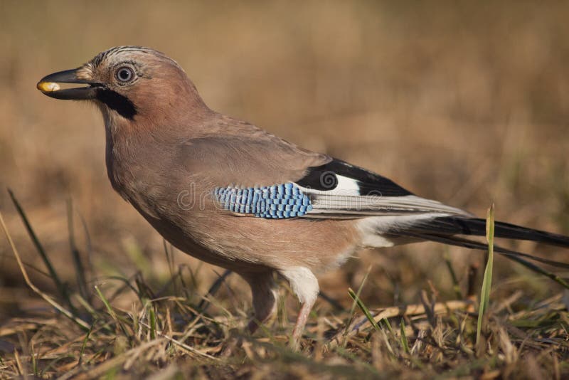 Jay Bird (Garrulus Glandarius) Stock Photo - Image of glandarius, perch ...