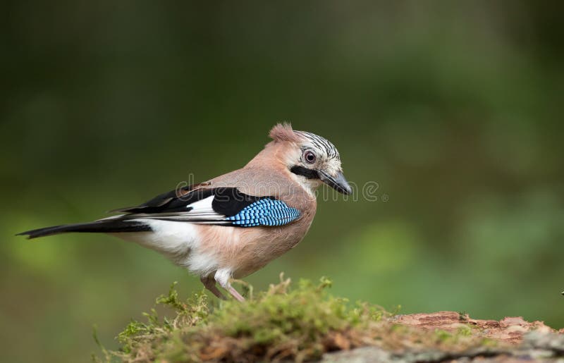 Jay Bird ( Garrulus Glandarius ) Stock Photo - Image of europe, gaai ...