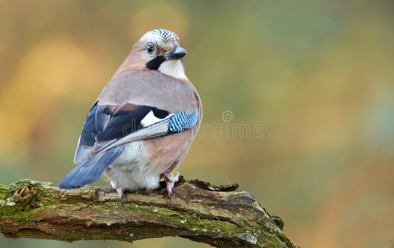 Jay bird stock image. Image of glandarius, cute, perching - 68106821