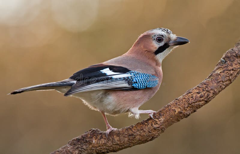 Jay Bird stock photo. Image of gaai, bird, black, blue - 30619138