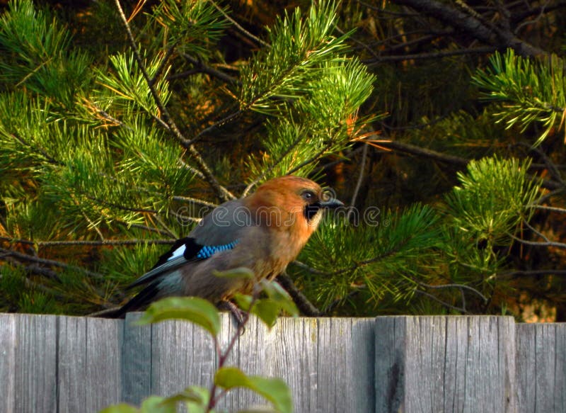 Jay bird stock photo. Image of fence, finch, birds, forest - 104185540
