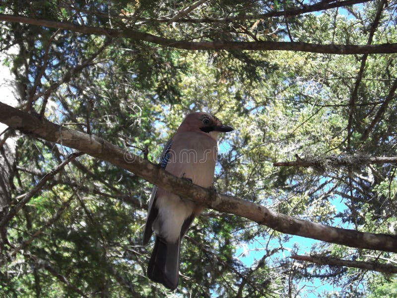The Jay bird stock image. Image of crown, chirp, fledge - 102237783