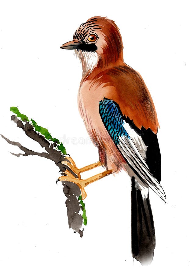 Jay bird on a tree branch stock illustration. Illustration of drawing ...