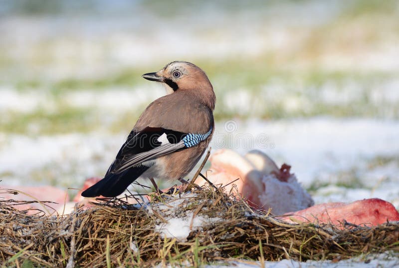 Jay bird stock photo. Image of beak, jackdaw, prey, bones - 42856472