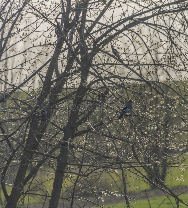 Jay Birds on Spring Tree in Sunny Evening Stock Photo - Image of ...