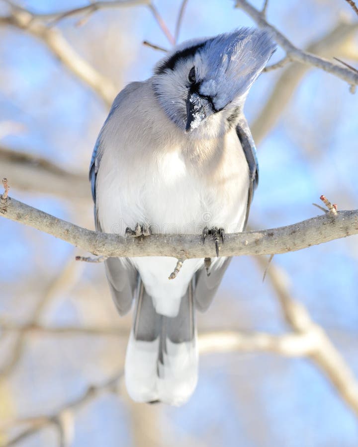Jay bleu photo stock. Image du birding, faune, bleu, branchement - 23828948