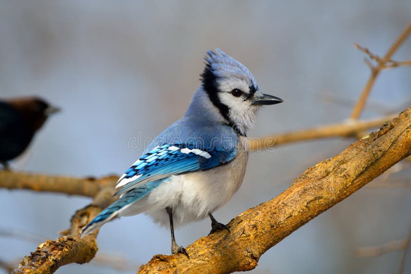 Jay bleu photo stock. Image du oiseau, couleur, noix - 20457588