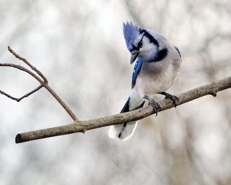 Jay bleu photo stock. Image du birding, faune, bleu, branchement - 23828948