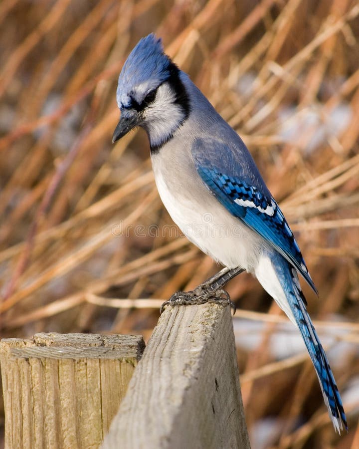 Jay bleu photo stock. Image du birding, faune, bleu, branchement - 23828948