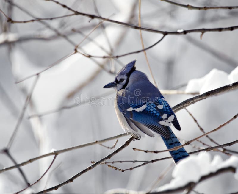 Jay Bleu Avec Le Fond De Milou Image stock - Image du avien, animal ...
