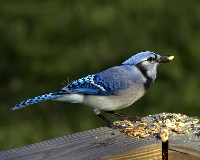Jay bleu sur le fond vert photo stock. Image du feathered - 5190202