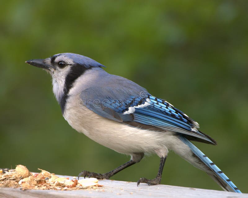 Jay Bleu (cristata De Cyanocitta) Image stock - Image du bruyant ...