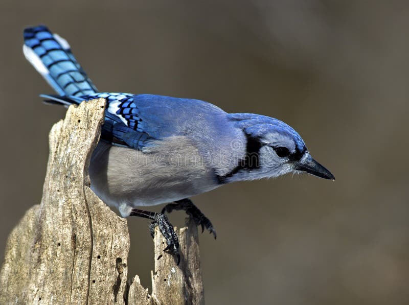 Oiseau de Jay bleu photo stock. Image du couleur, américain - 18550770