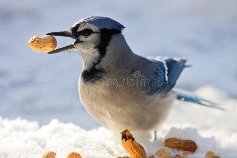 Festin d'oiseau bleu photo stock. Image du femelle, alimenter - 31429794
