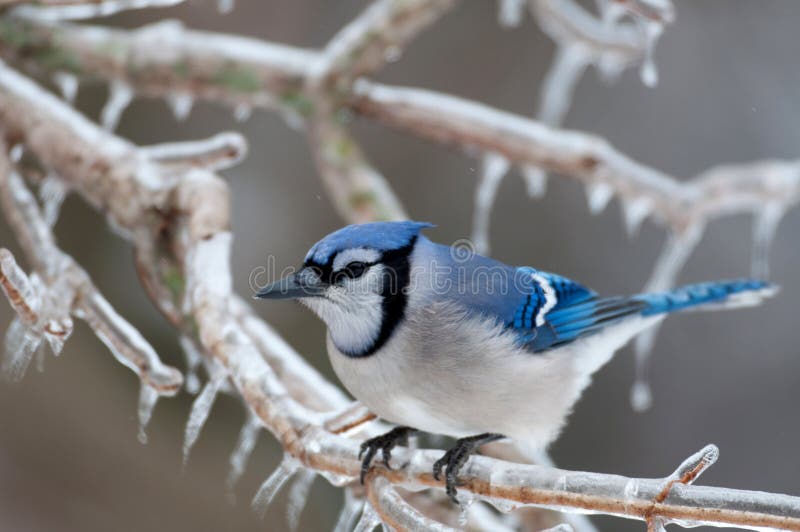 Jay Bleu Sur La Glace a Couvert Des Branchements Image stock - Image du ...