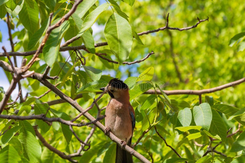 Jay on the Branch. Corvid or Crows Background Stock Photo - Image of ...