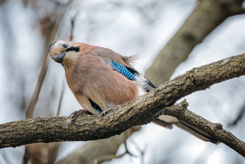 A Jay Bird Eating on the Tree Stock Photo - Image of white, tree: 111437736