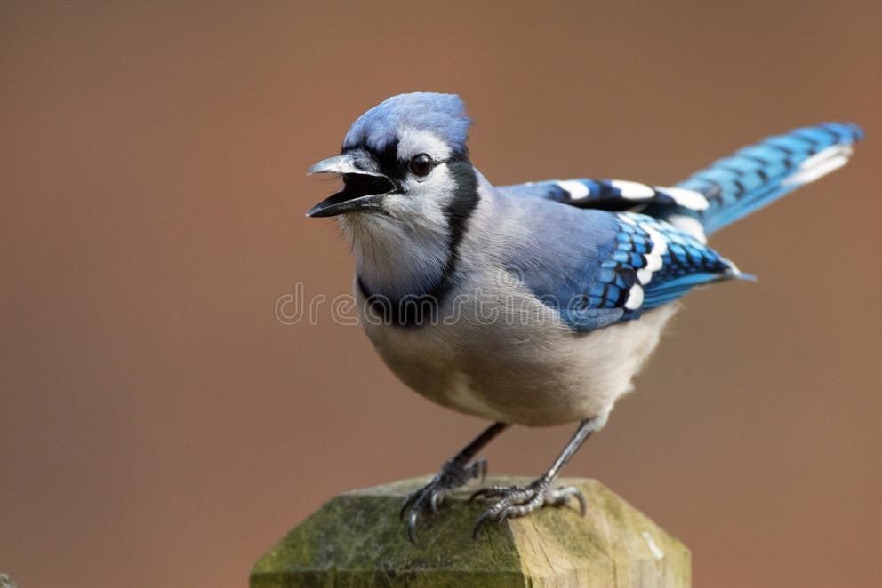 Jay Call stock photo. Image of fencepost, profile, perched - 85015438