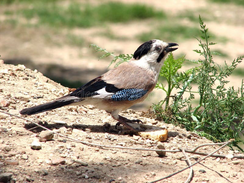 Jay - the Crow s cousin stock image. Image of israeli - 1342221