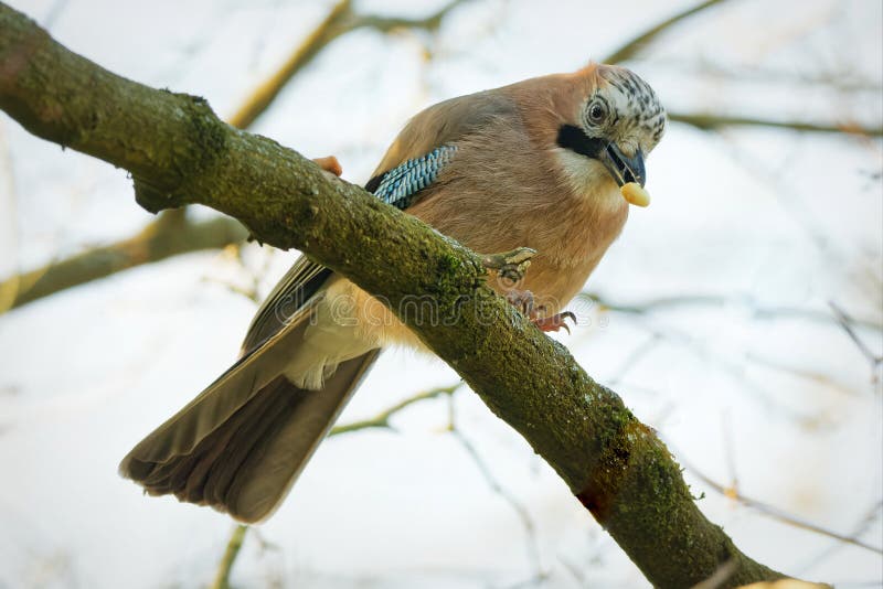 Jay eating an acorn stock photo. Image of blue, birds - 213038816