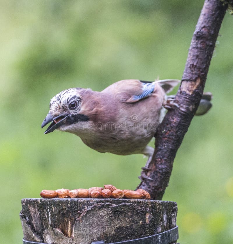 Jay stock image. Image of jayeating, nuts, nature, eating - 71821263