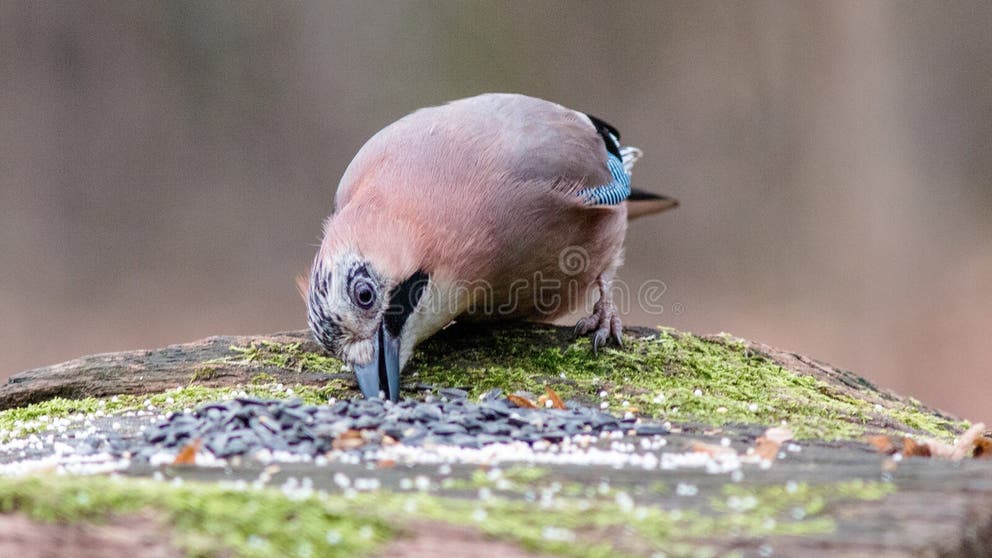 Jay Feeding on Sunflower Seeds Stock Photo - Image of woodpecker, tree: 301557382