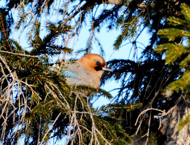 Jay on a fir-tree stock photo. Image of birds, white - 31983806