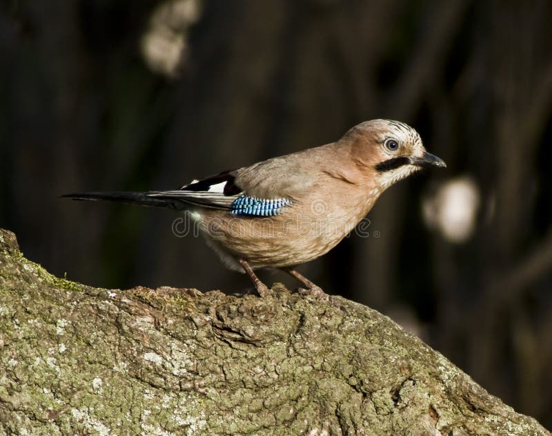 Jay (Garrulus glandarius) stock image. Image of portrait - 22964425