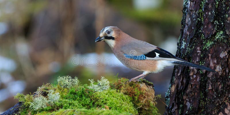 Jay stock photo. Image of birds, garrulus, hunt, bird - 68323088