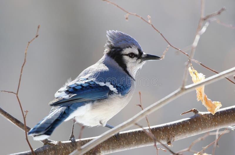 Jay in nature stock image. Image of bird, animal, nature - 91567007