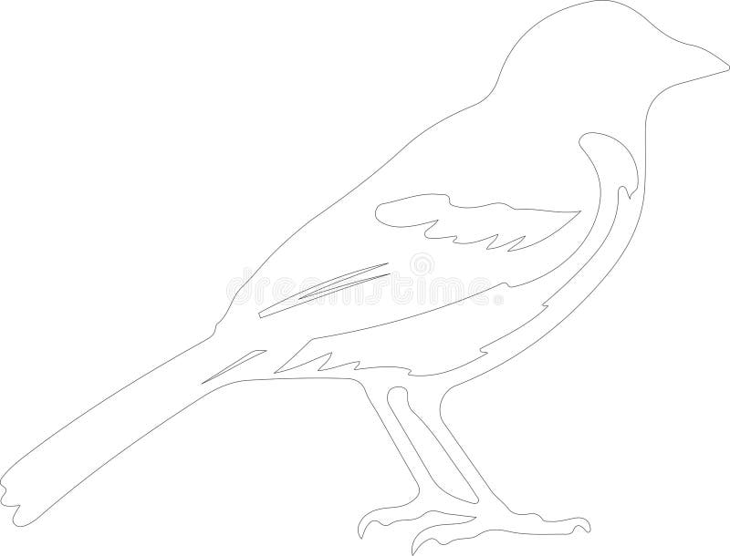 Jay Outline Stock Illustrations – 209 Jay Outline Stock Illustrations ...