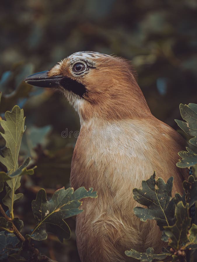 Jay perched in an Oak tree stock image. Image of birdwatching - 377668581