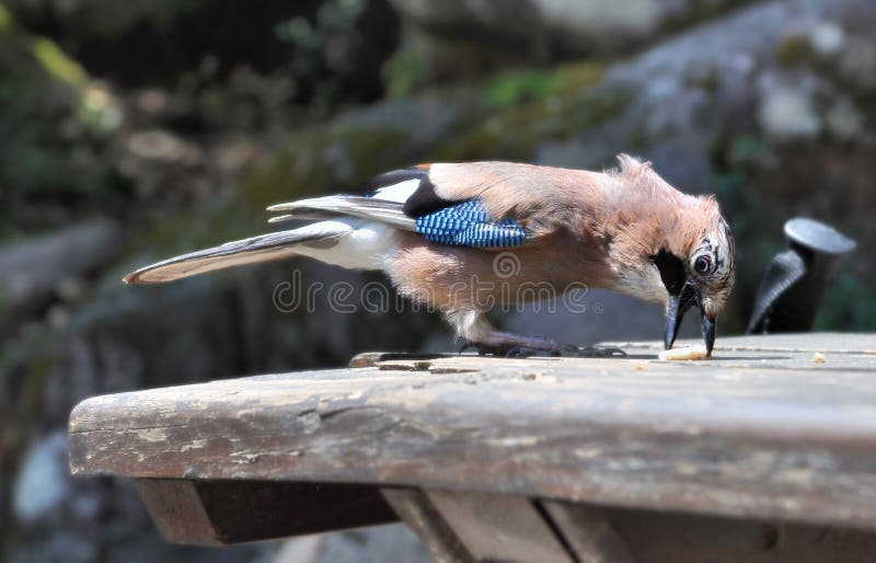 Jay Que Picotea En La Tabla Foto de archivo - Imagen de cubo, salvaje ...