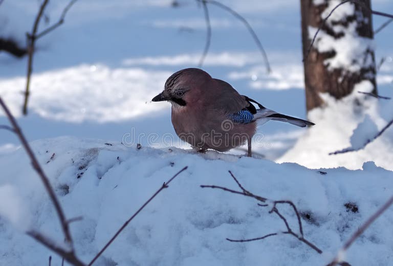 Jay is Sitting at Snow Looking for Corn Stock Photo - Image of closeup ...
