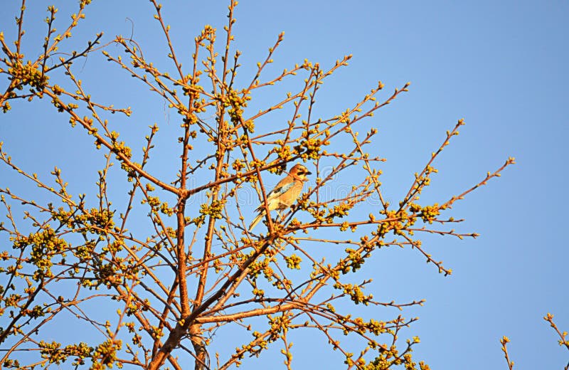 891 Budding Twigs Photos - Free & Royalty-Free Stock Photos from Dreamstime