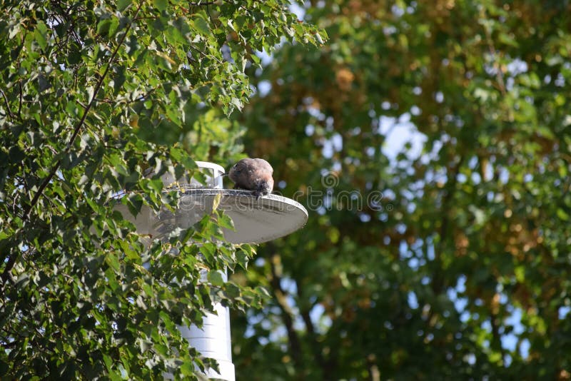 Jay on Street lamp stock image. Image of street, bright - 123916907