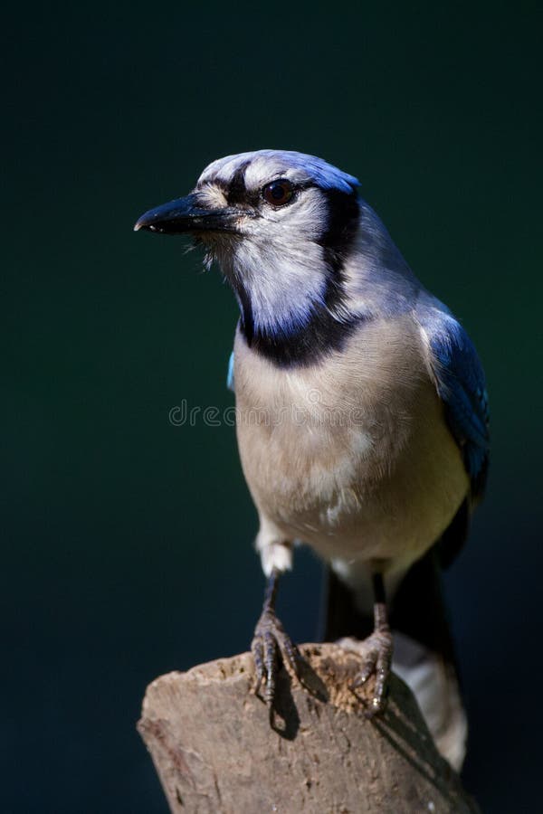 Jay on Stump stock image. Image of winter, bird, animal - 73454783