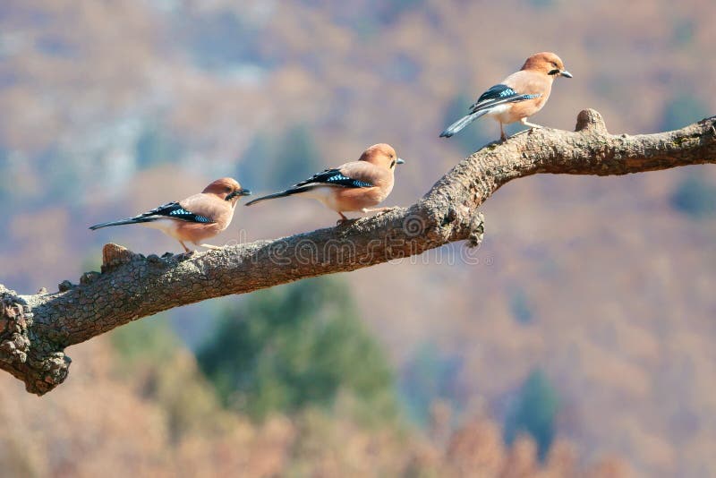 Jay stock photo. Image of branch, close, scientific - 109654232