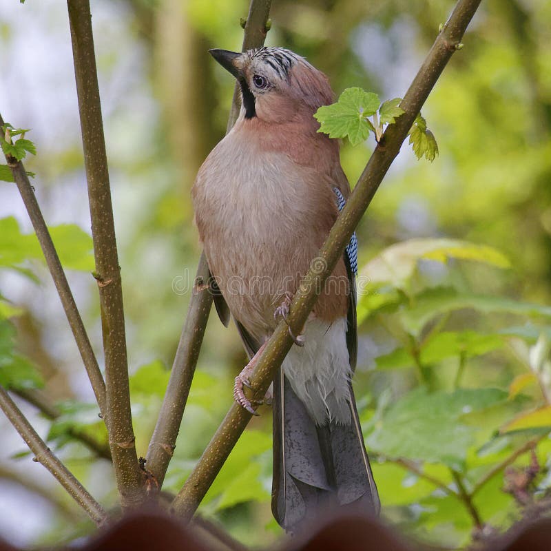 Jay in Tree stock image. Image of forest, green, environment - 98125795